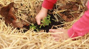 Impacto Ambiental: tipos, causas y soluciones